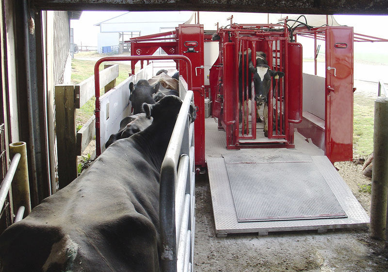 Cage de traitement pour vaches - PRO EX-ET - Comfort Hoof Care ...