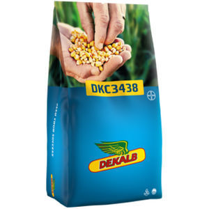 Semence de maïs précoce - DKC3438 - DeKalb - grain / fourrager / hybride