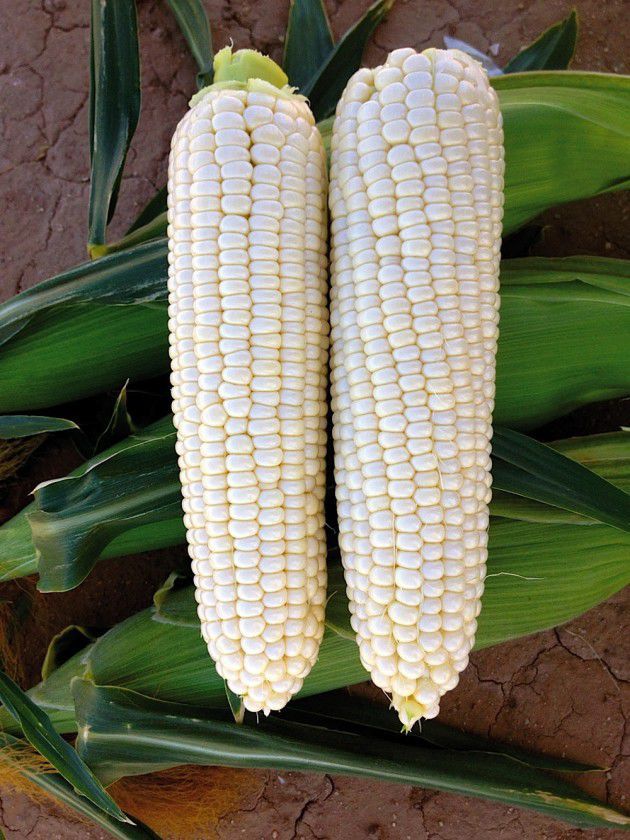 Semence de maïs précoce - Nova F1 - AGRI-SEMENCES - grain / hybride