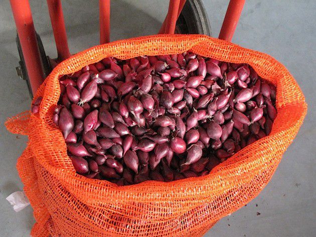 Semence d'oignon jaune - Kamal - AGRI-SEMENCES