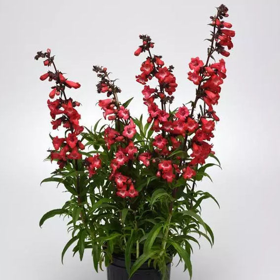 Plant floral vivace - Penstemon Cherry Sparks - Darwin Perennials ...