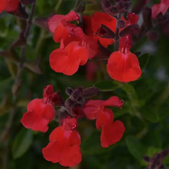 Plant floral vivace - Salvia Arctic Blaze® - Darwin Perennials - rouge ...