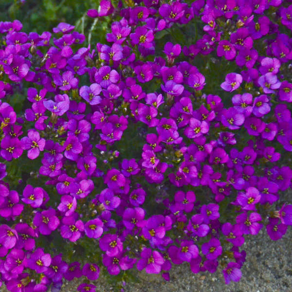 Plant floral vivace - Arabis caucasica 'Lotti Deep Rose' - Walters ...