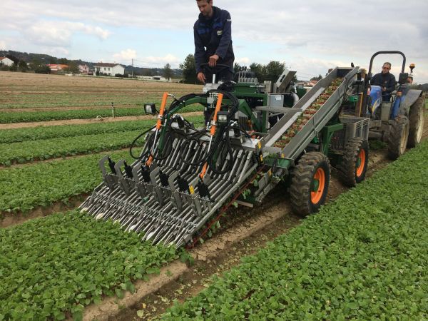 Récolteuse à radis - Koppert Machines - automotrice / à 2 rangs