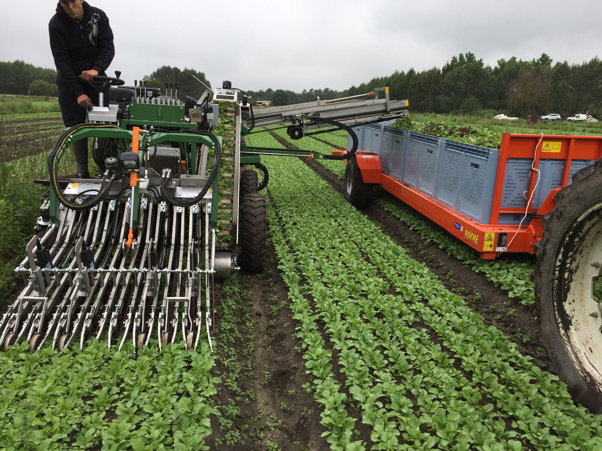 Récolteuse à radis - Koppert Machines - automotrice / à 2 rangs