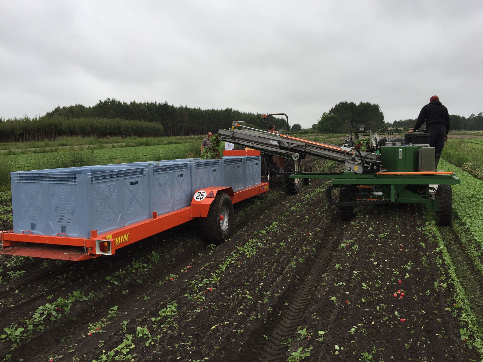 Récolteuse à radis - Koppert Machines - automotrice / à 2 rangs