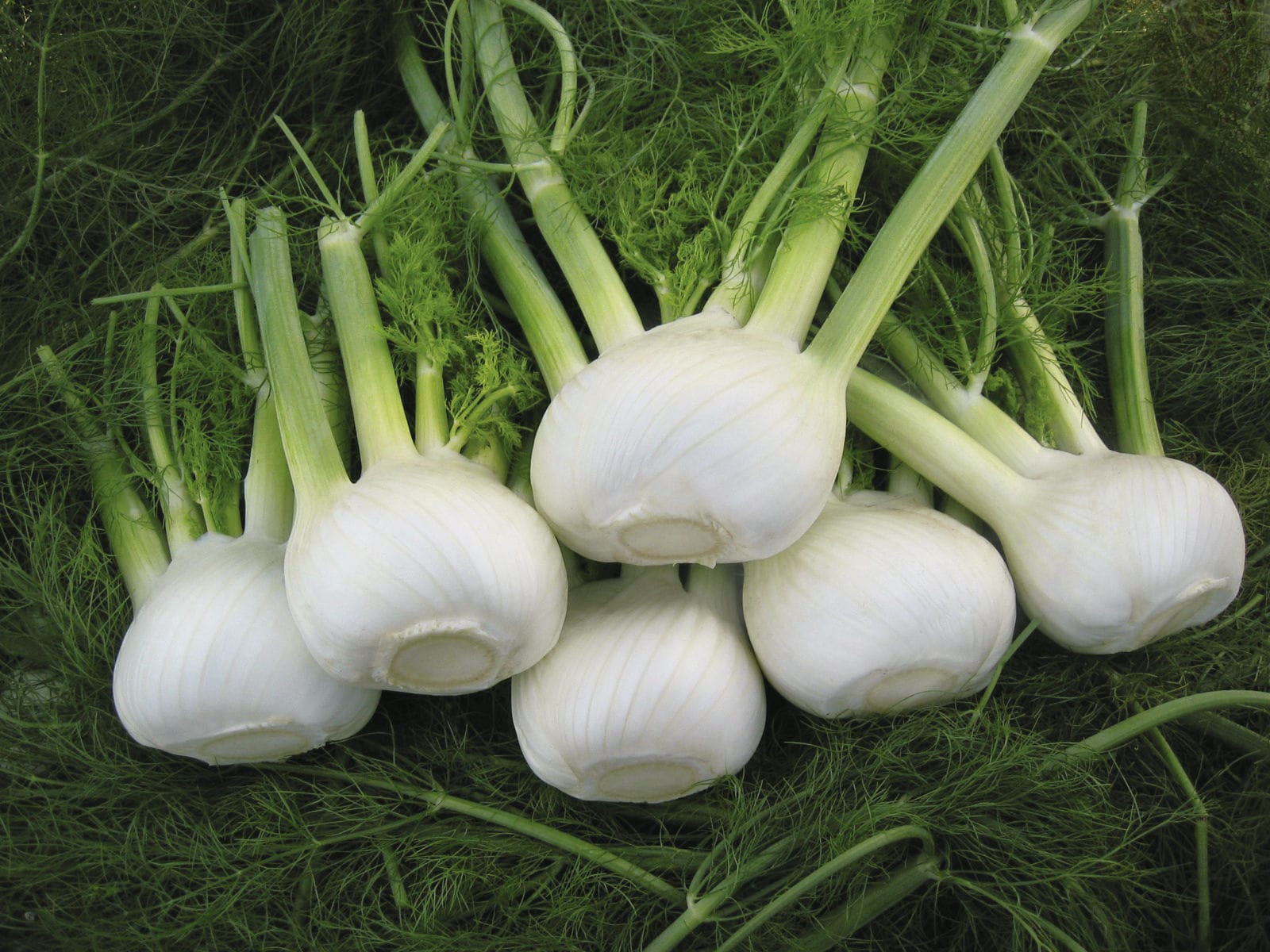 Semence de fenouil précoce - ORION F1 - Bejo Zaden B.V. - d'automne ...