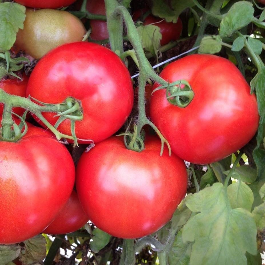 Semence de tomate rouge - RESOLUTE F1 - Bejo Zaden B.V. - ronde / hybride