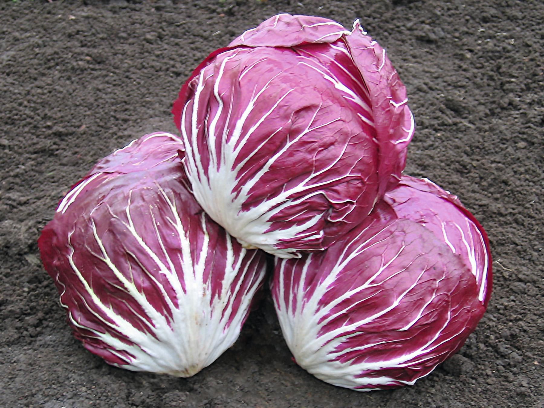 Semence de chou très tardive - RUBRO F1 - Bejo Zaden B.V. - hiver / hybride