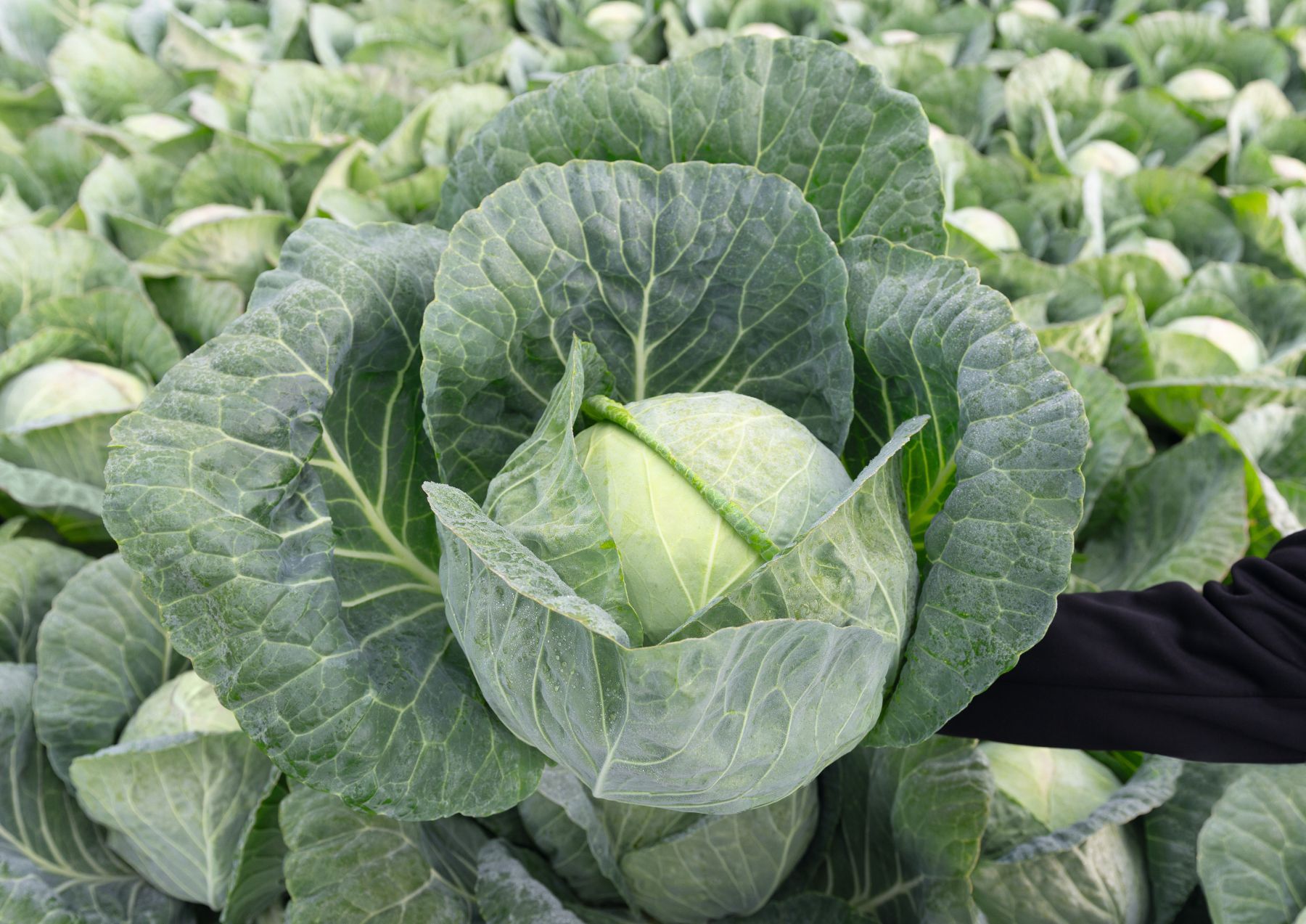 Semence de chou précoce - CONQUEROR F1 - Bejo Zaden B.V. - hybride