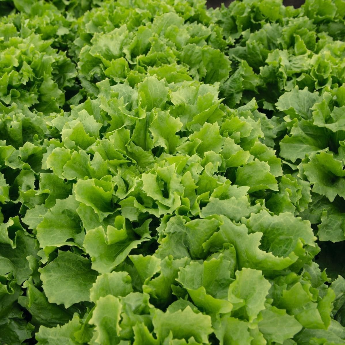 Semence d'endive précoce - EROS - Bejo Zaden B.V.