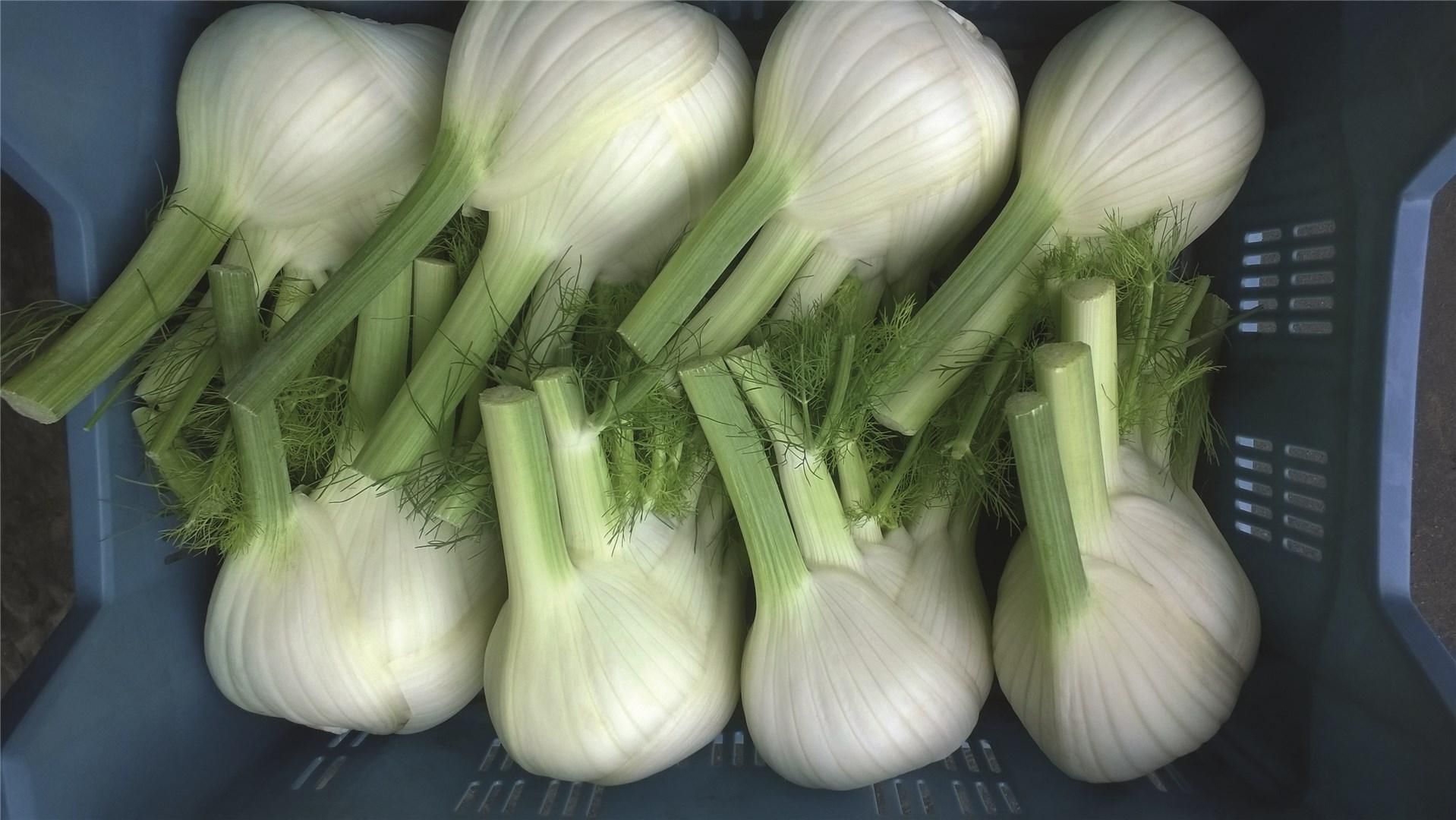 Semence de fenouil tardive - DRAGON F1 - Bejo Zaden B.V. - d'été / hybride