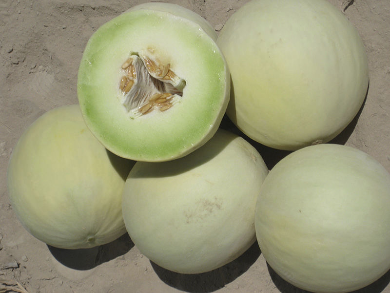 Semence de melon tardive - Dew - HM.CLAUSE - résistante à la fusariose ...