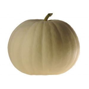 Semence de courge précoce - New Moon - Hollar Seeds - hybride / à chair ...