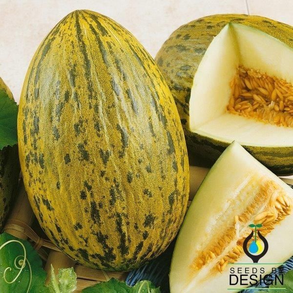 Semence de melon annuelle - Piel de Sapo - Seeds by Design - jaune / verte