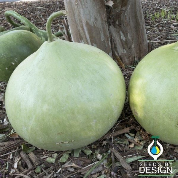 Semence de courge amère précoce - Bushel - Seeds by Design - ronde
