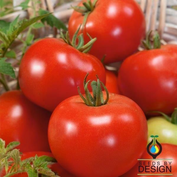 Semence de tomate rouge - Russian - Seeds by Design - ronde