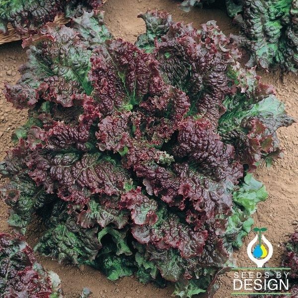 Semence de laitue annuelle - Gabriella - Seeds by Design