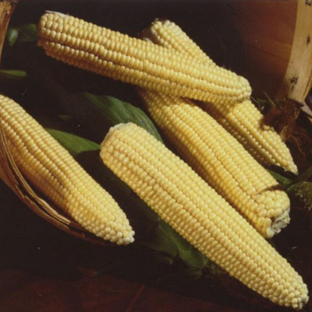 Semence de maïs précoce - Northern Extra Sweet F1 - Tozer Seeds Ltd ...