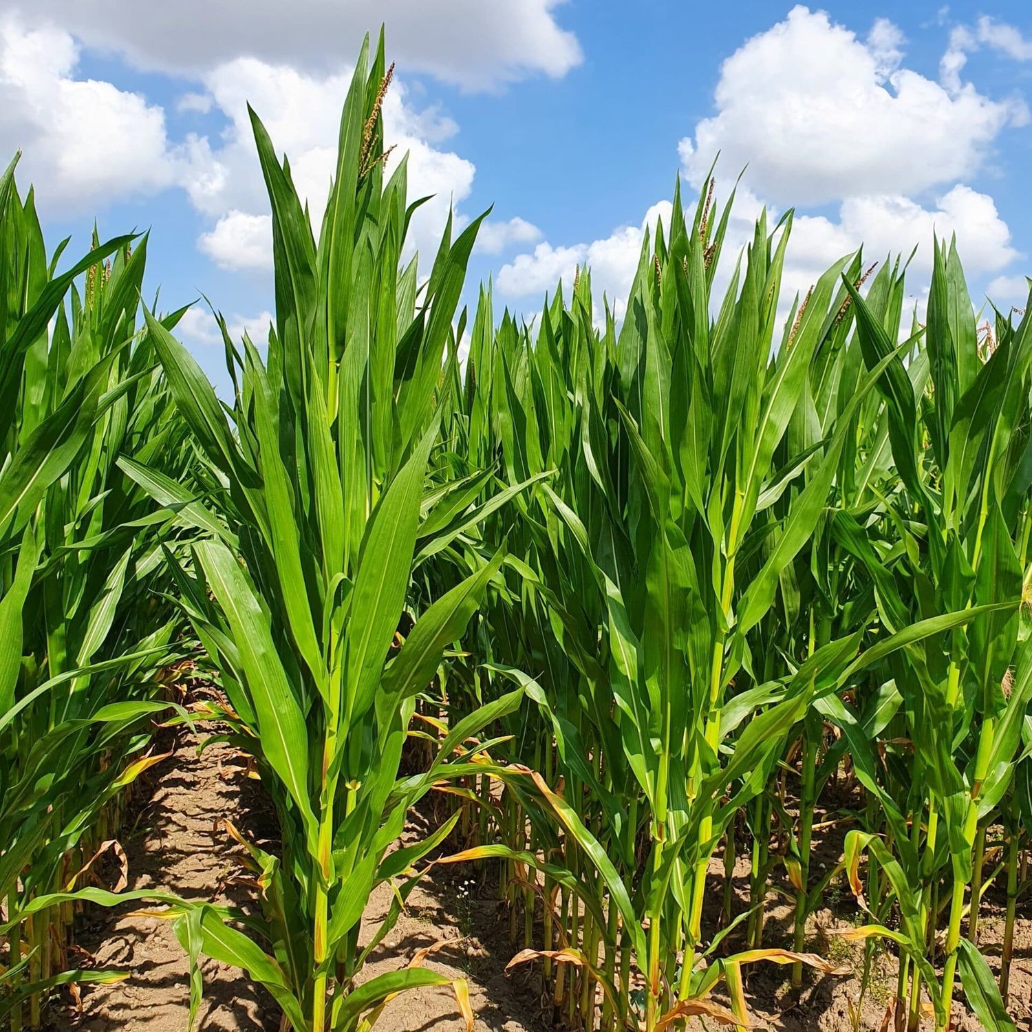 Semence de maïs précoce - Makayla - Elsoms Seeds - ensilage ...