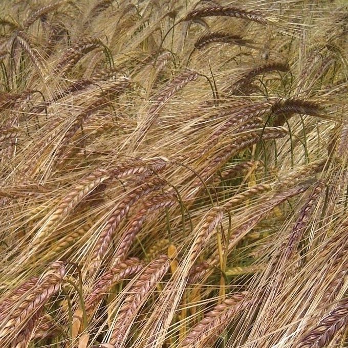 Semence d'orge hiver - BORDEAUX - Senova - précoce / à 2 rangs / à 6 rangs