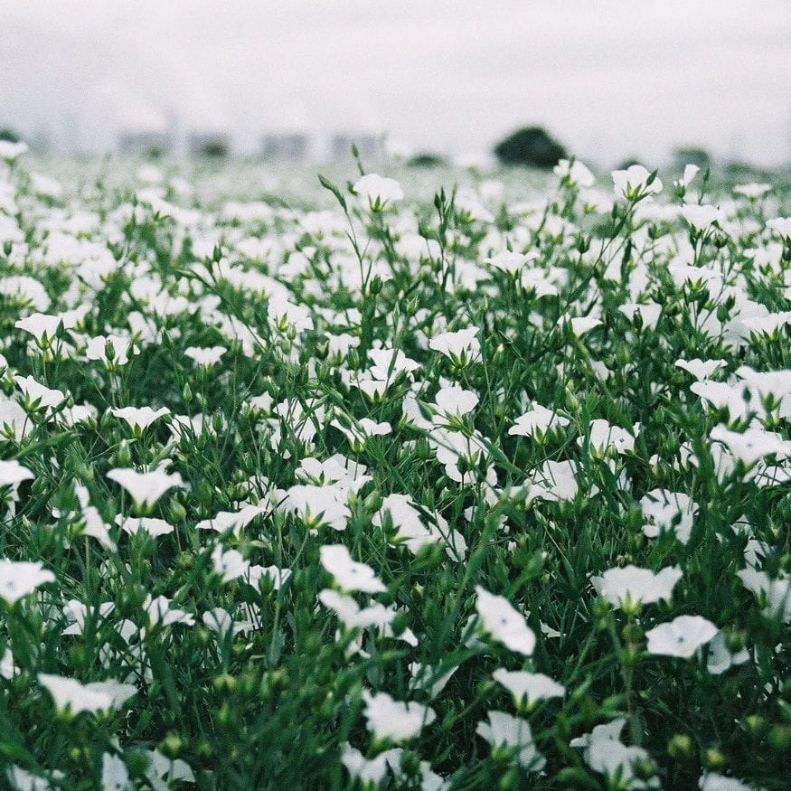 Semence de lin de printemps - ABACUS - Senova - oléagineux / précoce