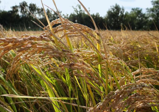 Semence de riz tardive - GAGERON - Semences de Provence - grain ...