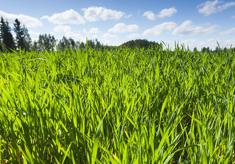 Fourrage de pois protéagineux - ARKTA - Semences de Provence - pour ...