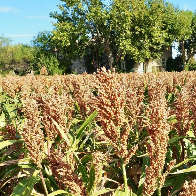 Semence de sorgho précoce - ARIA - Semences de Provence - grain ...