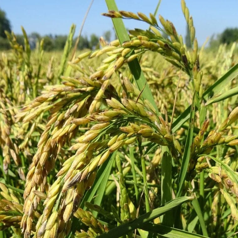 Semence de riz précoce - AGACHON - Semences de Provence - d'automne / grain