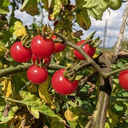 Semence de tomate rouge - LTO431 - Le Biau Germe - ronde / biologique