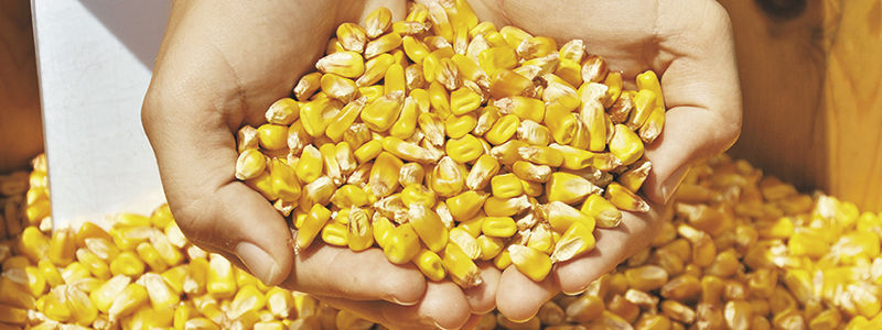 Semence de maïs précoce - saatbau - tardive / hybride / résistante au froid