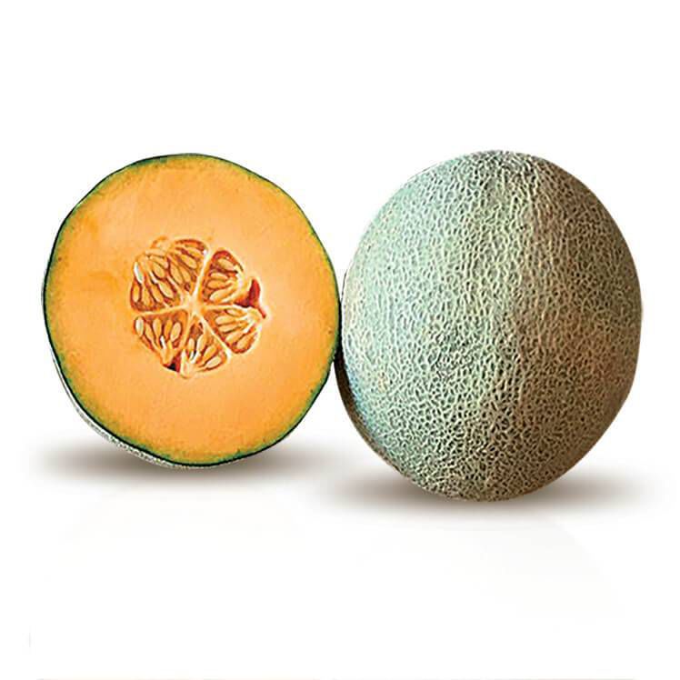 Semence de melon hybride - Alexis F1 - eastwestseed - ronde