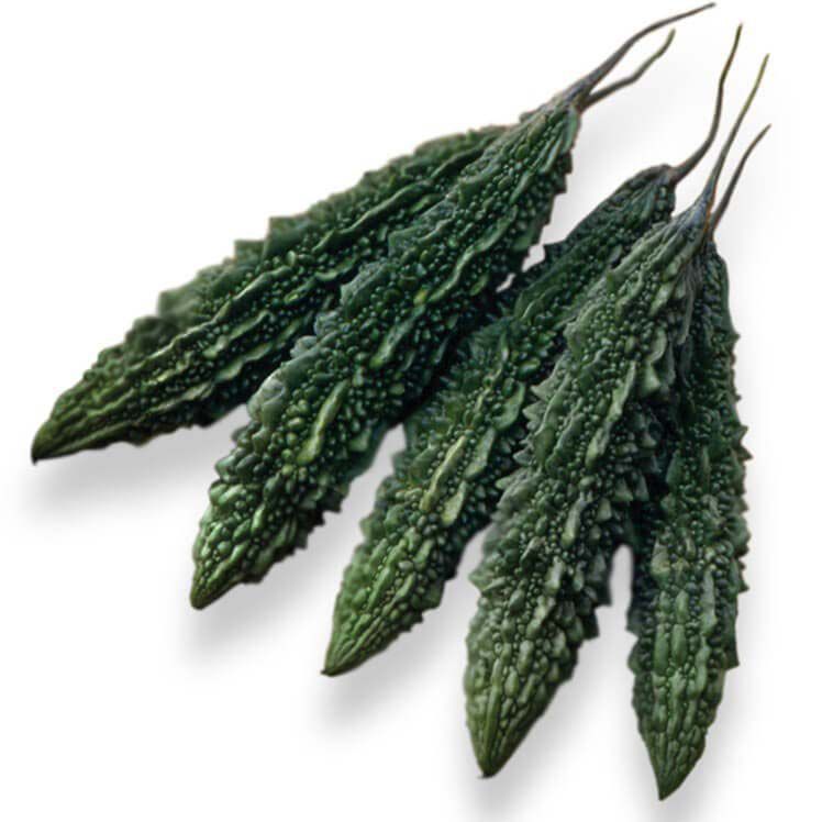 Semence de courge amère moyenne - Palee F1 - eastwestseed - verte / hybride