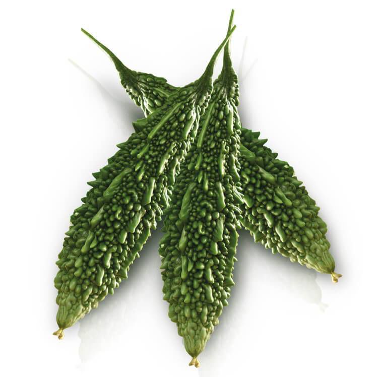 Semence de courge amère précoce - Wasima F1 - eastwestseed - résistante ...