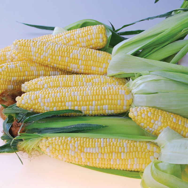Semence de maïs précoce - Quick Start - johnnyseeds - grain ...