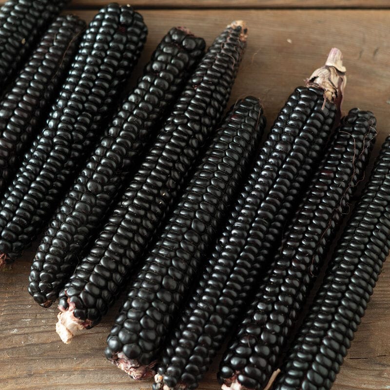 Semence de maïs précoce - Montana Morado Maize - johnnyseeds - d'été ...