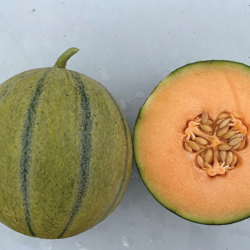 Semence de melon précoce - Melonade - johnnyseeds - résistante à l ...