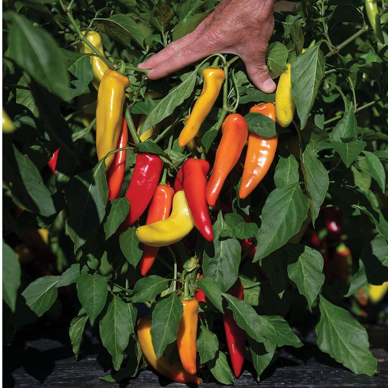 Semence de poivron très précoce - Hungarian Hot Wax - johnnyseeds ...