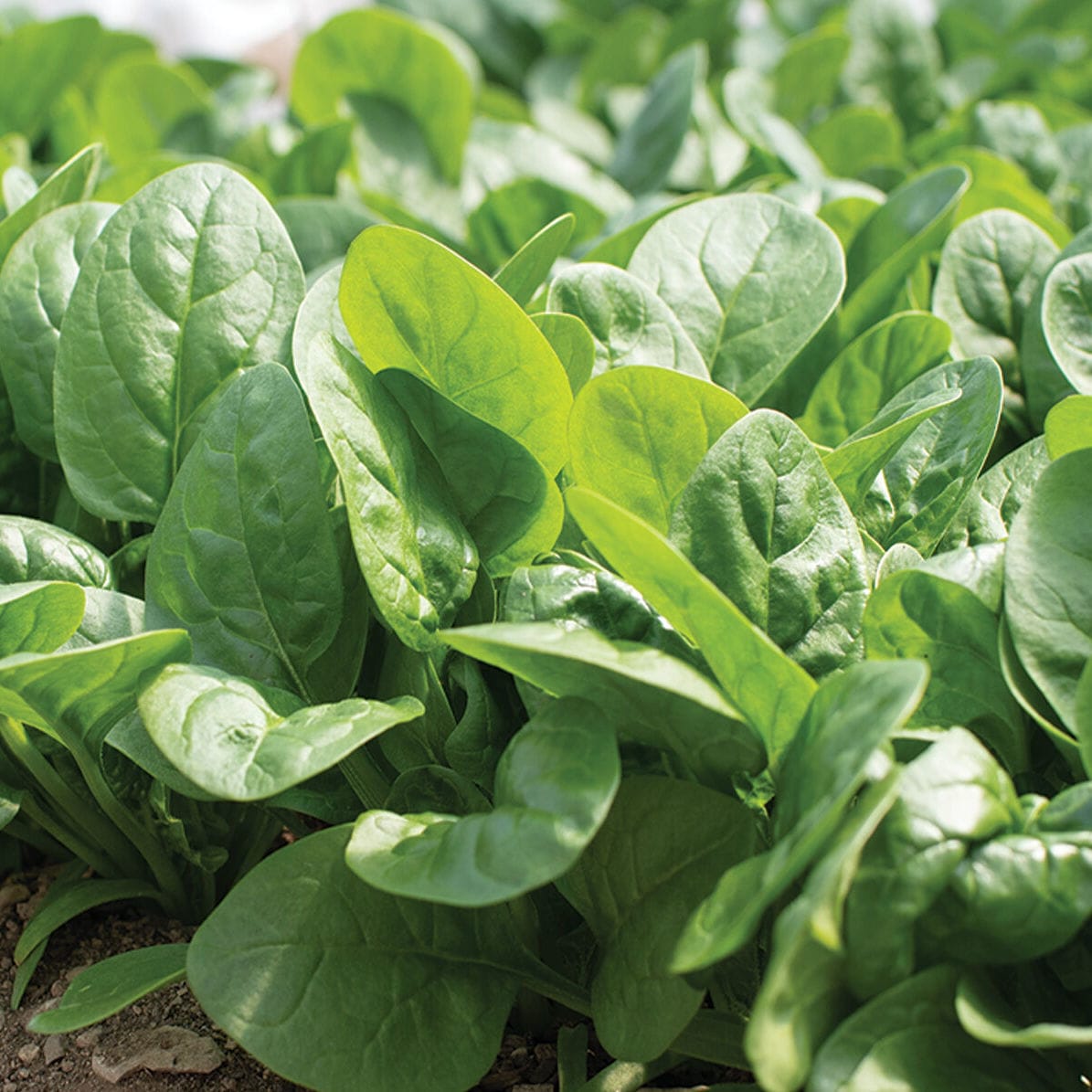 Semence d'épinard annuelle - Rangitoto - johnnyseeds - résistante au ...