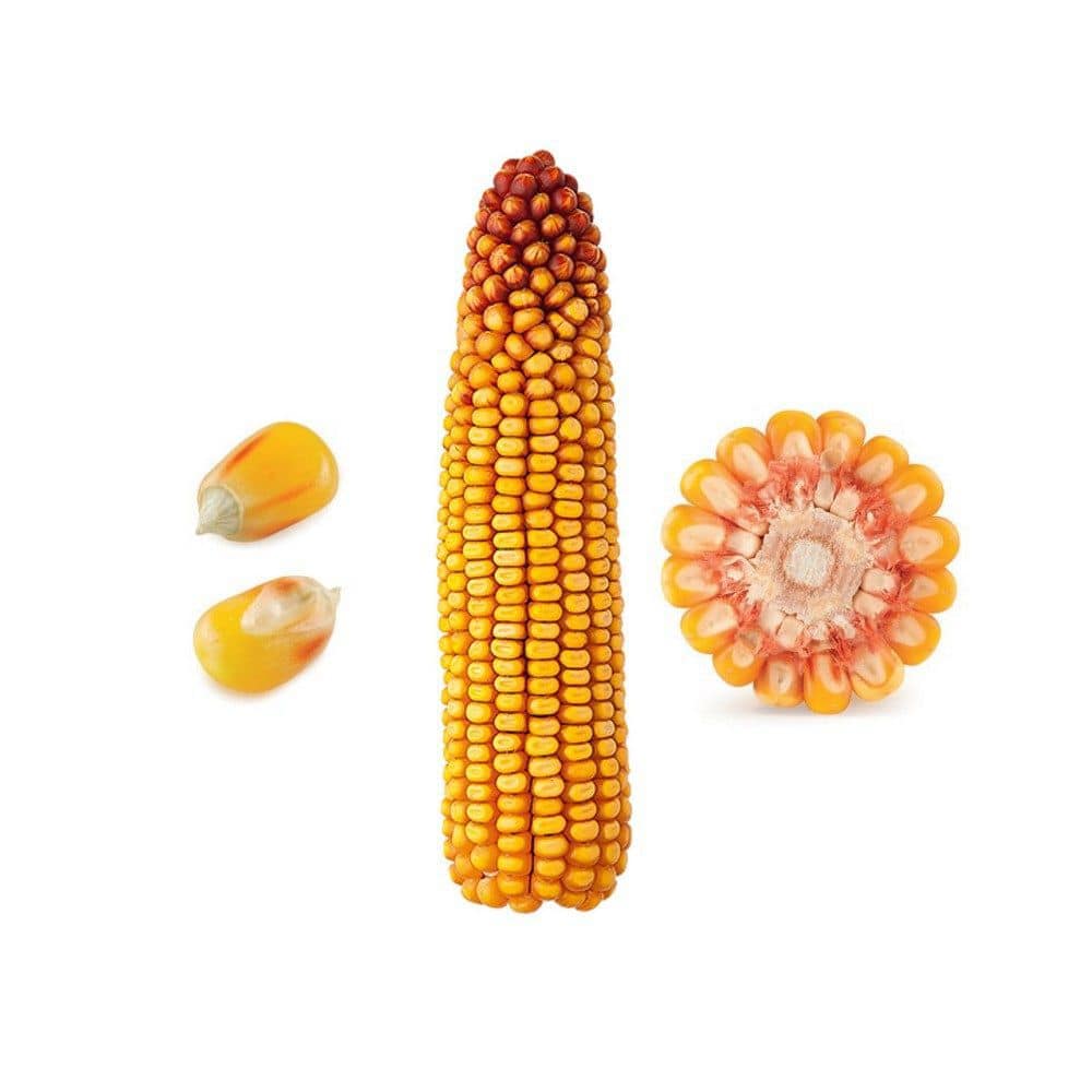 Semence de maïs précoce - 231300001 - semence-renta - grain / ensilage ...