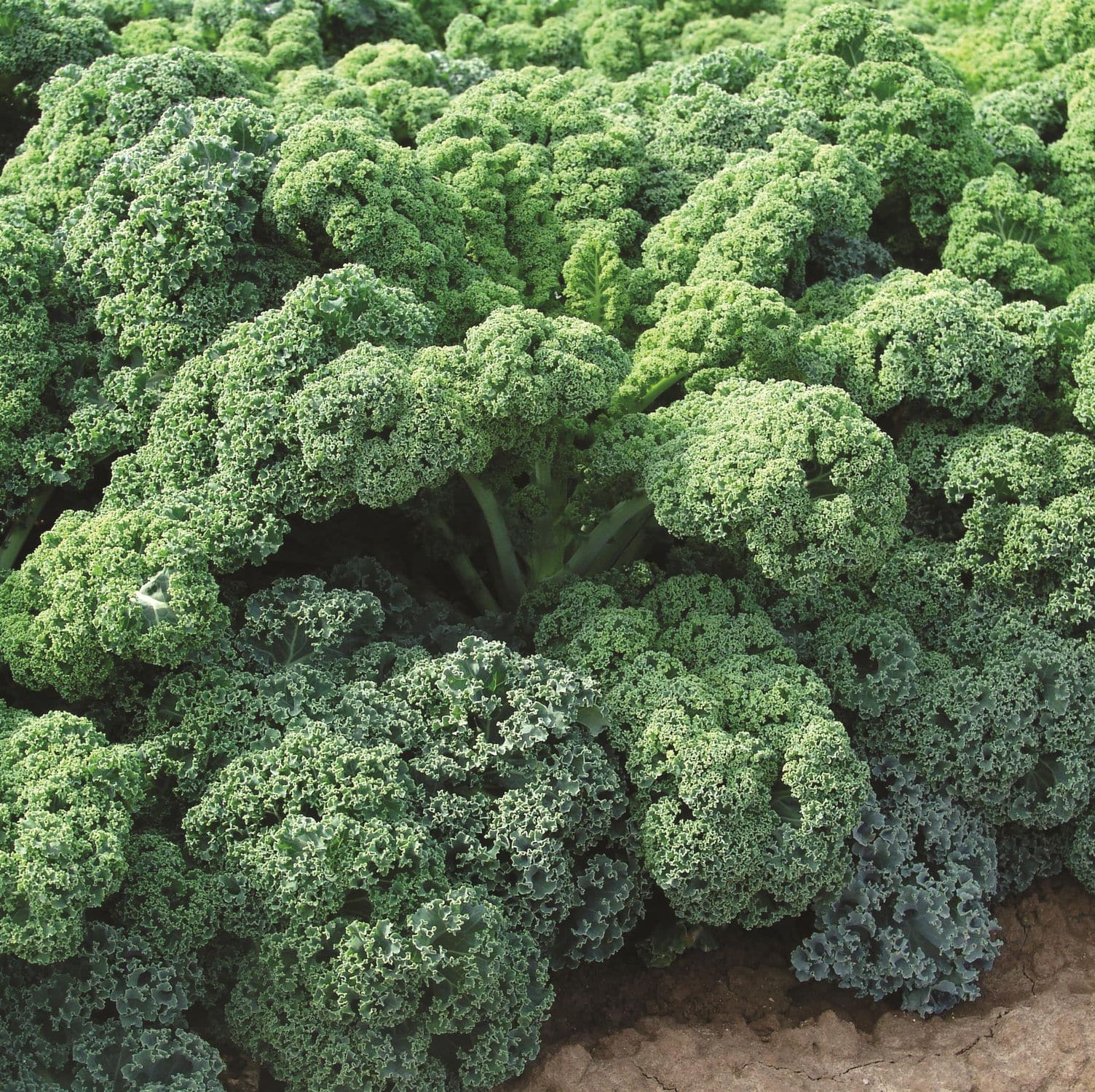 Semence de laitue d'été - CN KAL 1029 F1 - CN Seeds Ltd - hybride