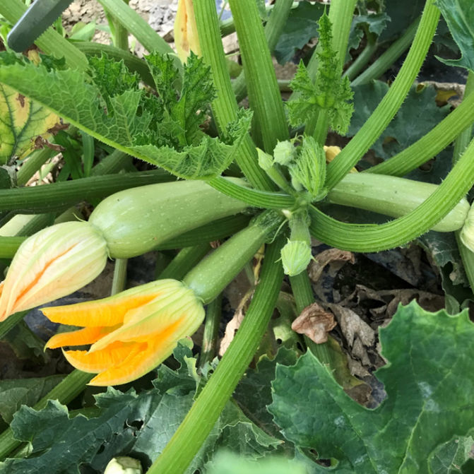 Semence de courgette précoce - CRX 90176 F1 - CORA SEEDS srl ...