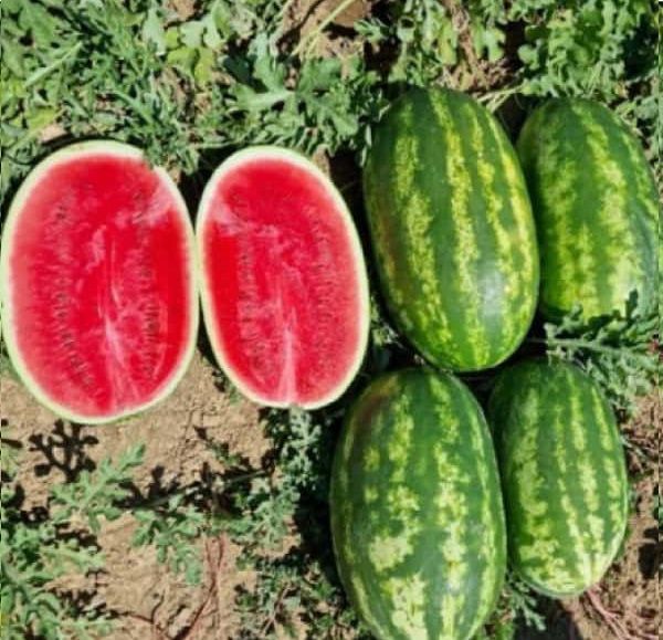 Semence de pastèque précoce - Maddalena - Esasem S.p.A. - hybride ...