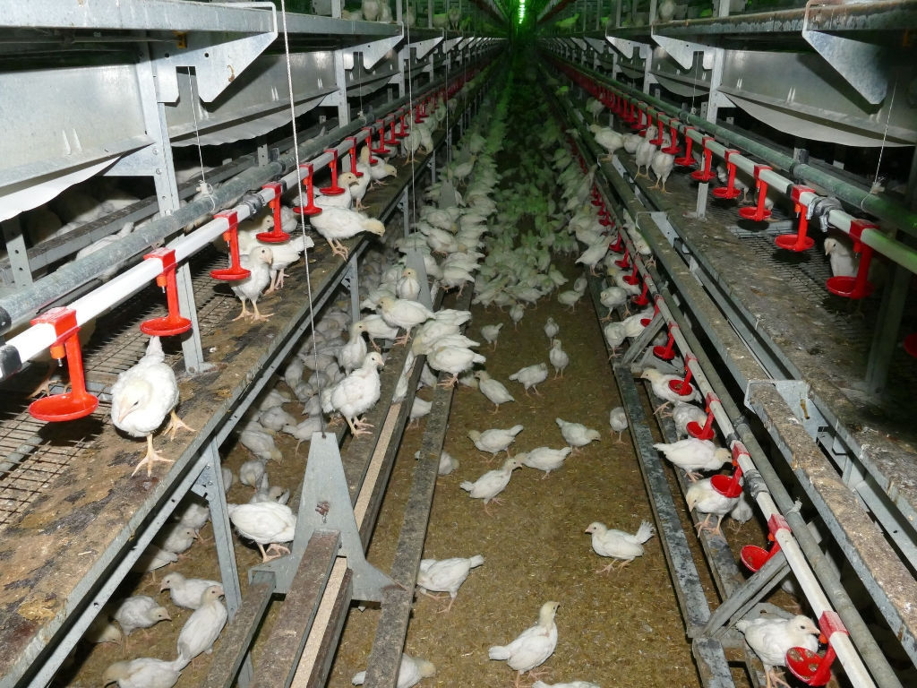 Système d'élevage en volière pour poussins - Pedigrow - Salmet - poule ...