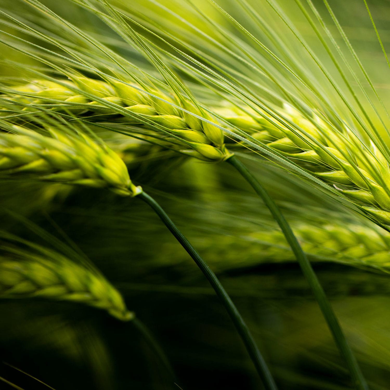 Semence d'orge hiver - Pearl - Limagrain Europe - de printemps / à 2 ...