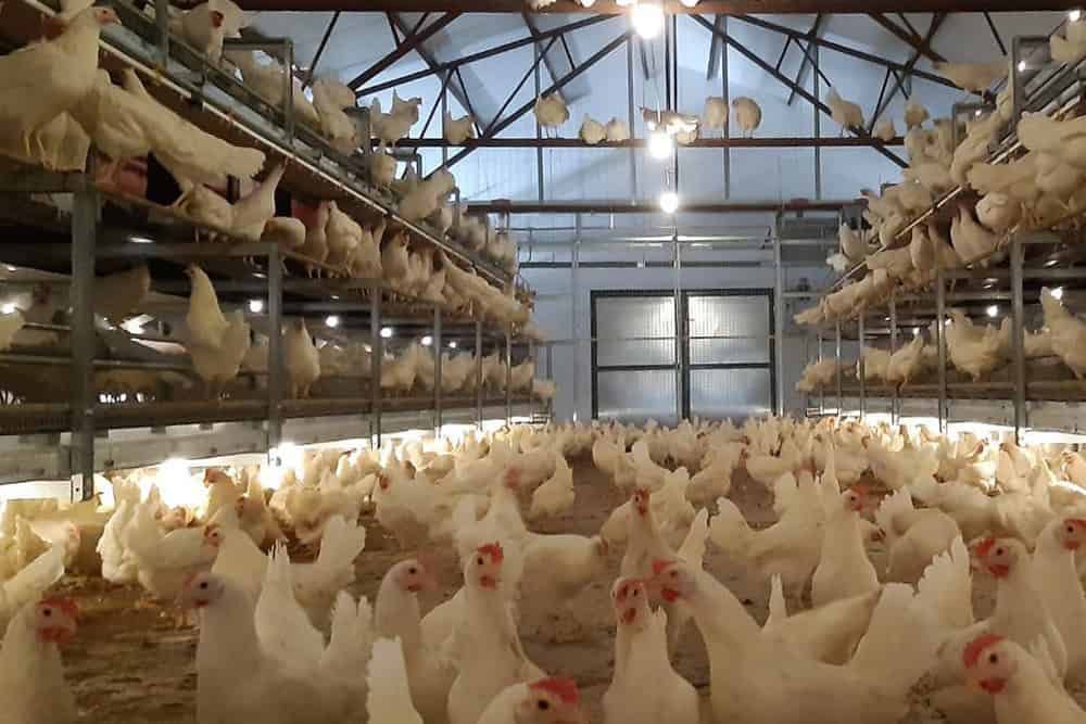 Cage d'élevage de poules pondeuses multi-étages - Lowmax Aviary ...