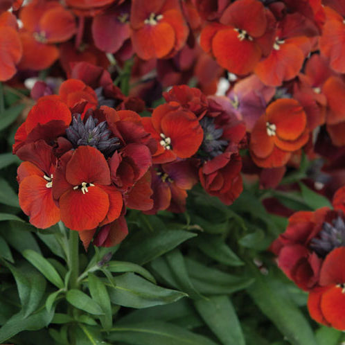 Semence de fleur bisannuelle - FLAME - Graines Voltz - Voltz ...