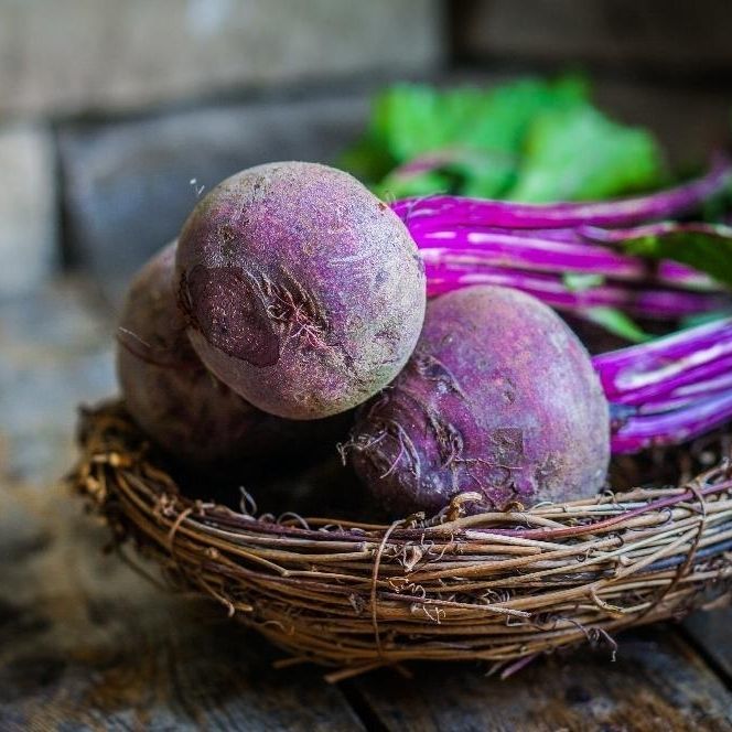 Semence de betterave de consommation - Chioggia - MSL GmbH & Co. KG ...