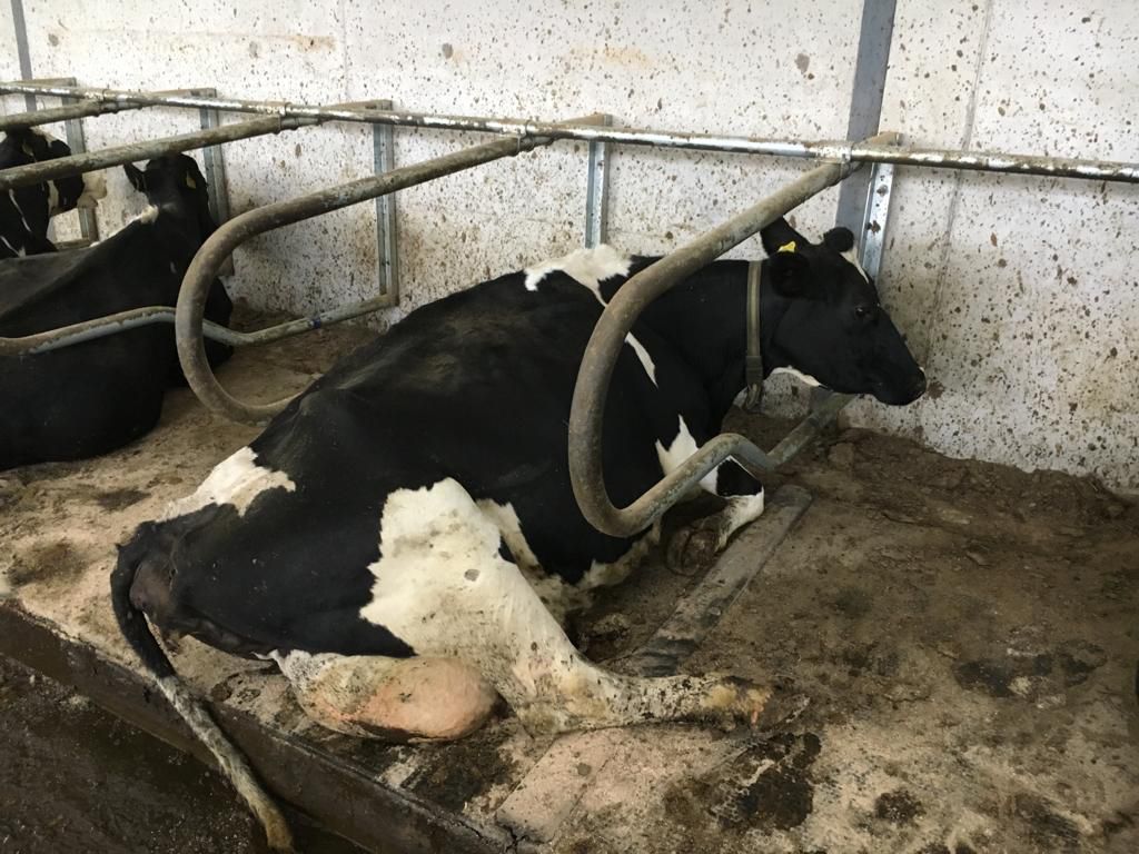 Logette murale - Condon Engineering